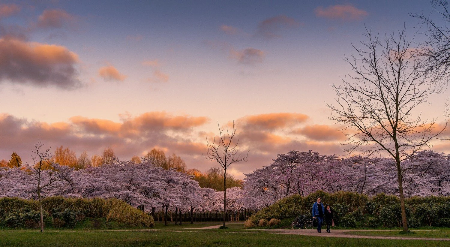 29 Best Places to Visit in the Netherlands in Spring | 29 Best Things ...