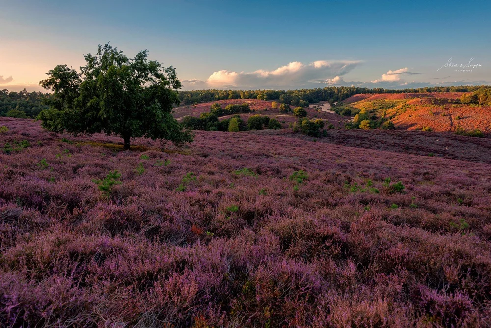10 Most Beautiful Sand Dunes in the Netherlands | 10 Best Dutch Dunes ...