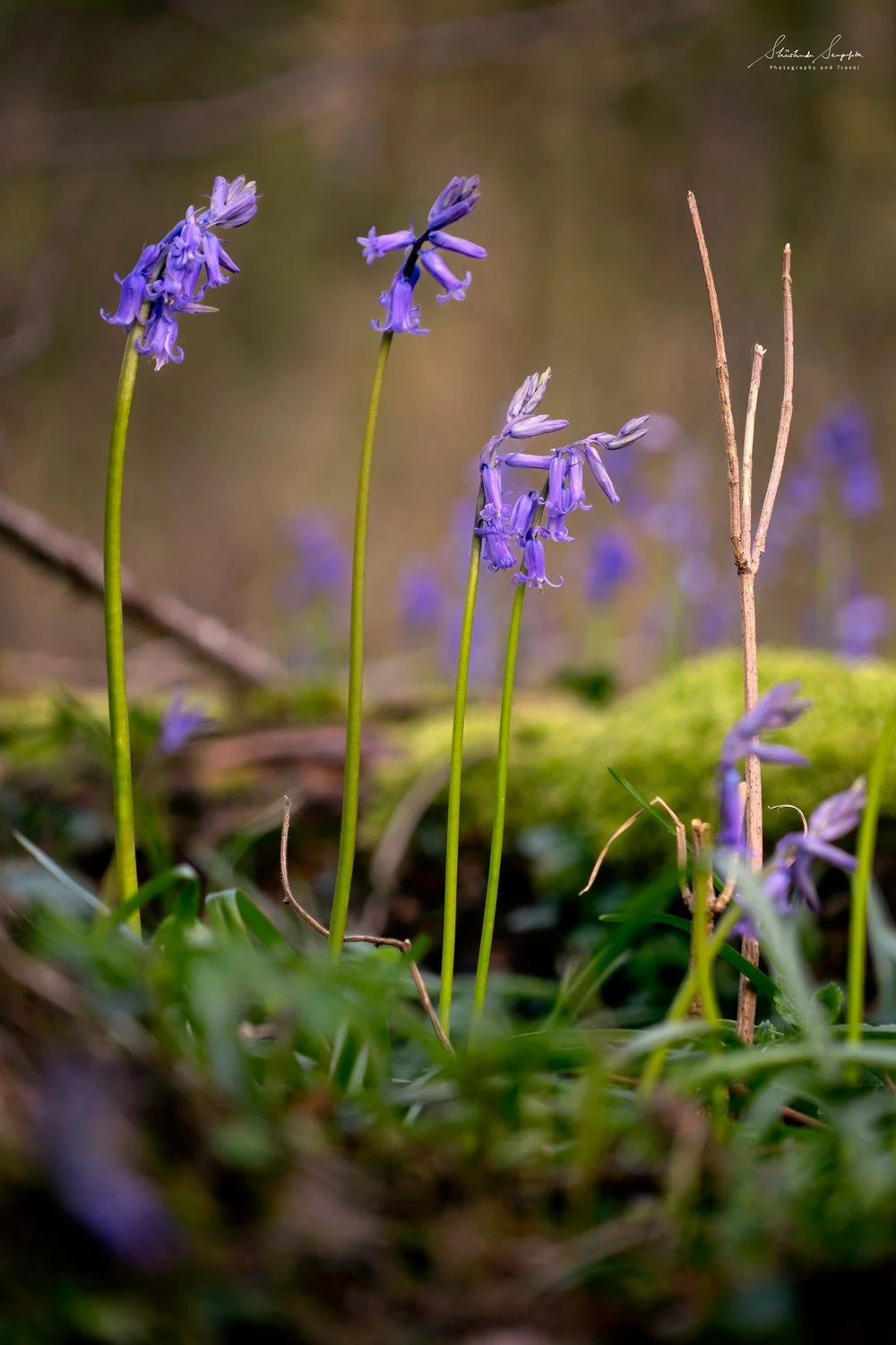 Hallerbos | Belgium’s Fairytale Bluebell Forest | The Magical Blue ...