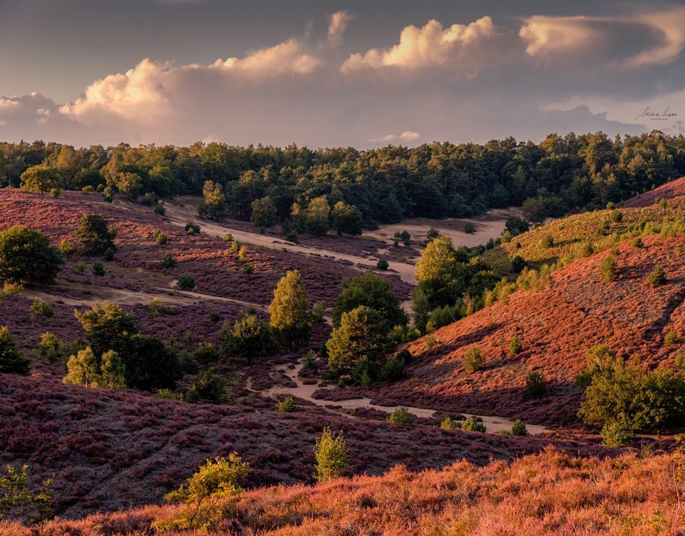 10 Most Beautiful Sand Dunes in the Netherlands | 10 Best Dutch Dunes ...
