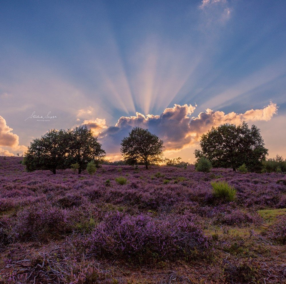 10 Most Beautiful Sand Dunes in the Netherlands | 10 Best Dutch Dunes ...