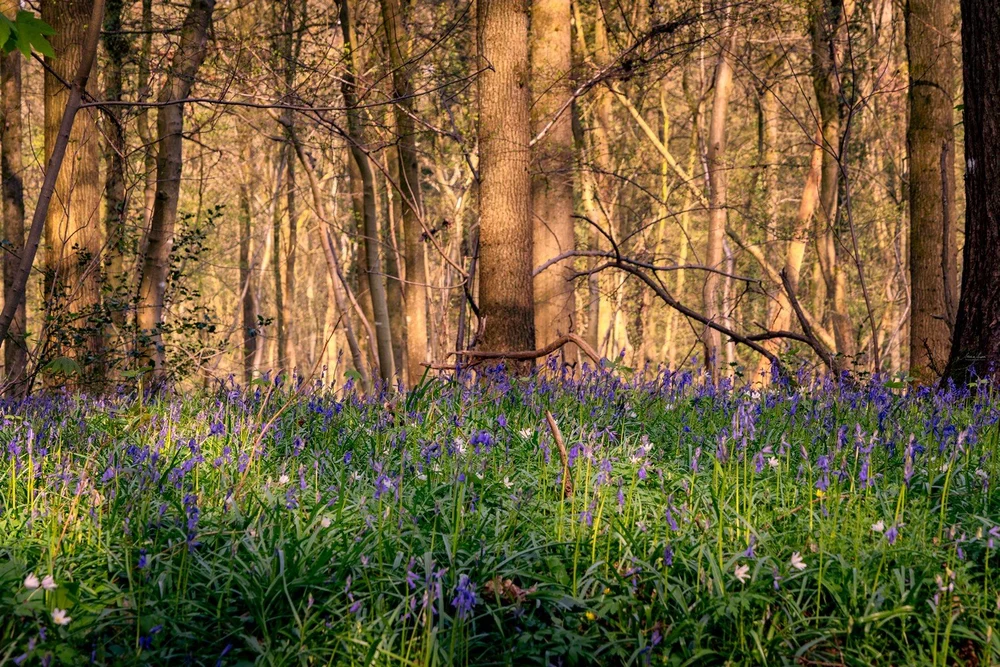 Hallerbos | Belgium’s Fairytale Bluebell Forest | The Magical Blue ...