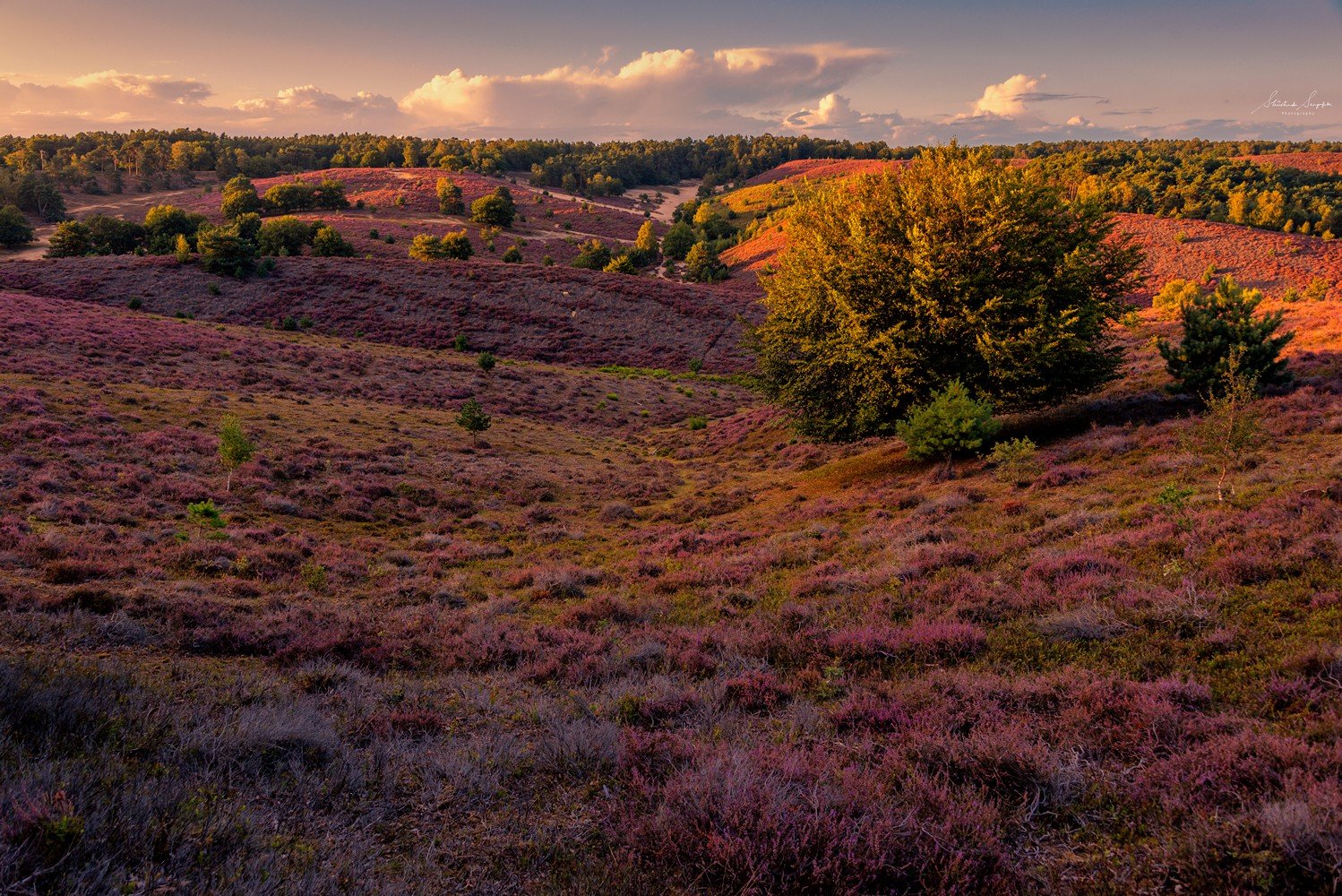 10 Most Beautiful Sand Dunes in the Netherlands | 10 Best Dutch Dunes ...