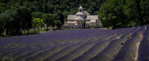 Ultimate 5 Day Road Trip Guide to Visiting the Best Lavender Fields of ...
