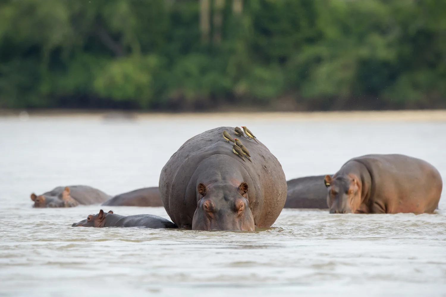 Sand Rivers Selous - Luksus Safari Tanzania — Special Africa - LIVE THE ...