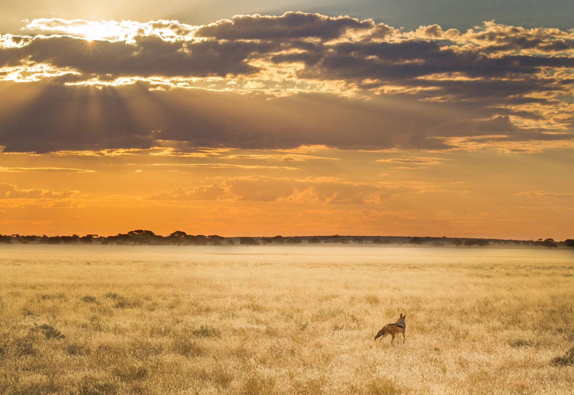 Matthews — Fantastiske nasjonalparker i Afrika! — Special Africa - LIVE ...