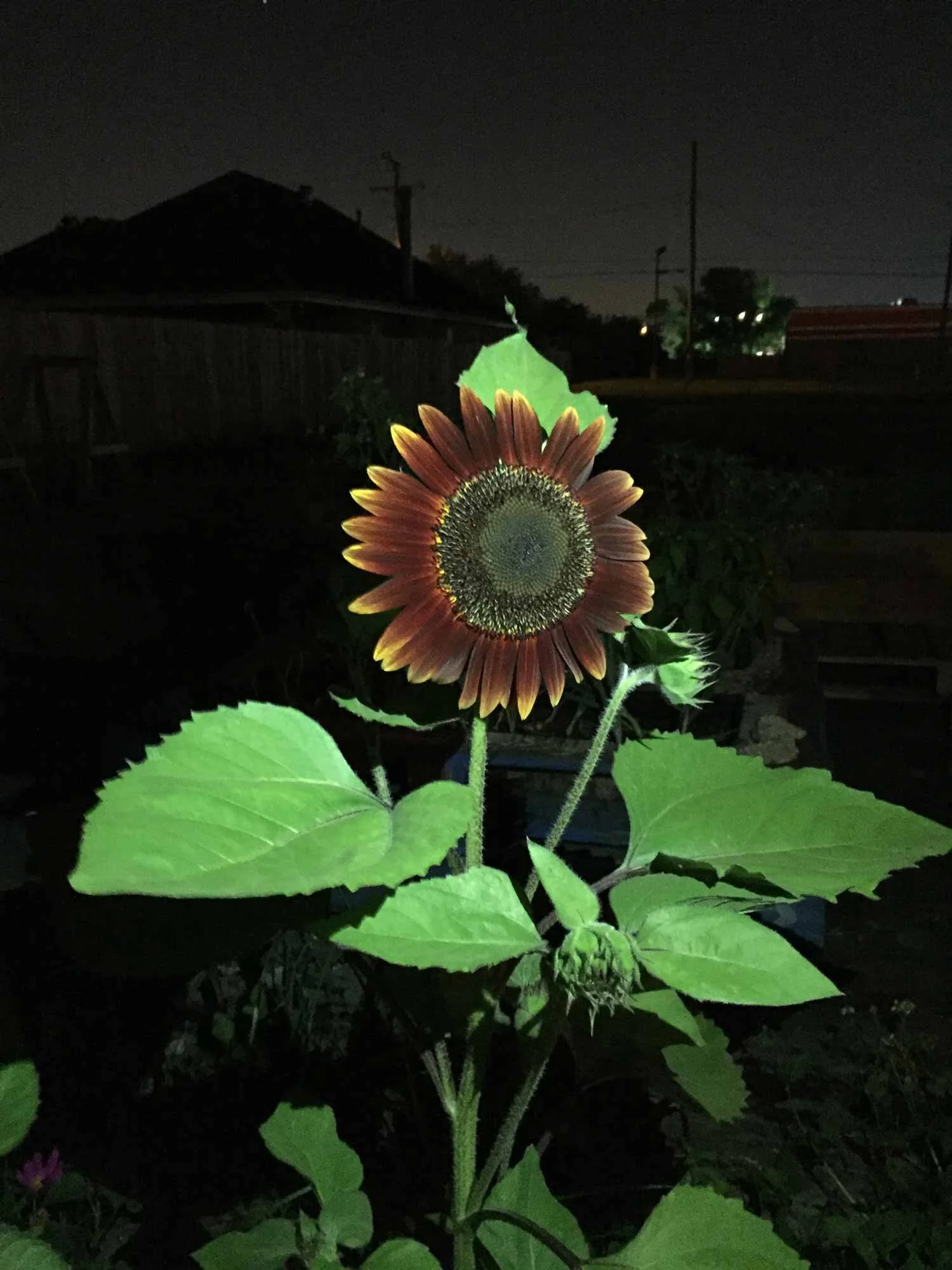 Discover — Rebecca Rebouché