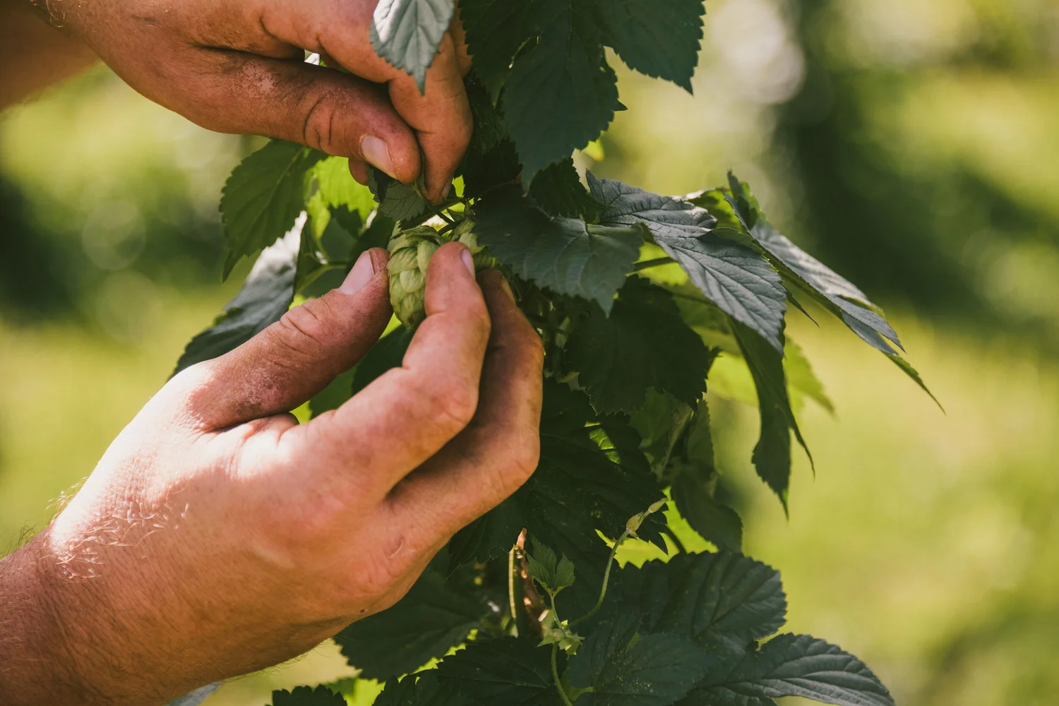 Hopculture