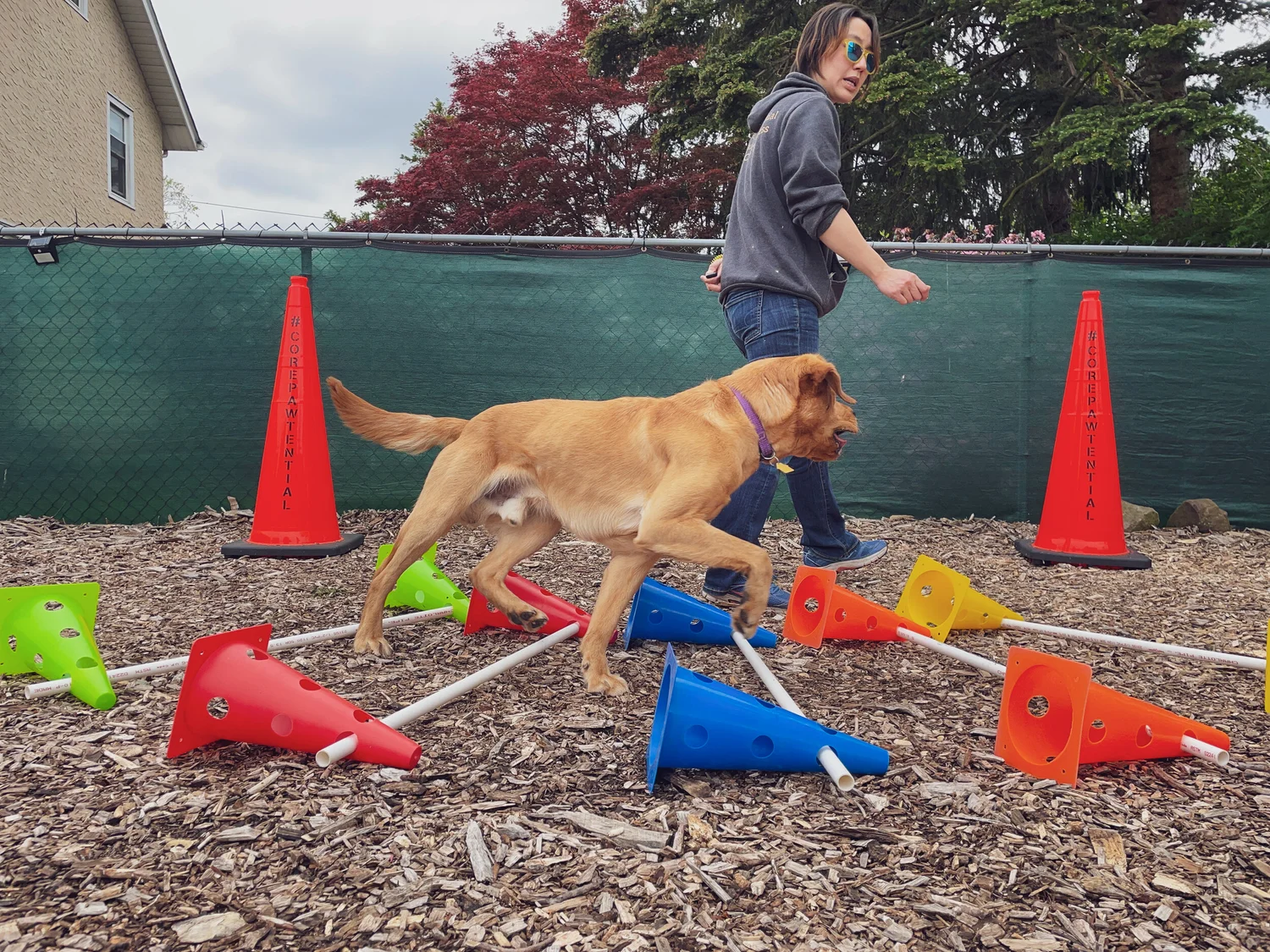 Core Pawtential | Cavaletti FAQs