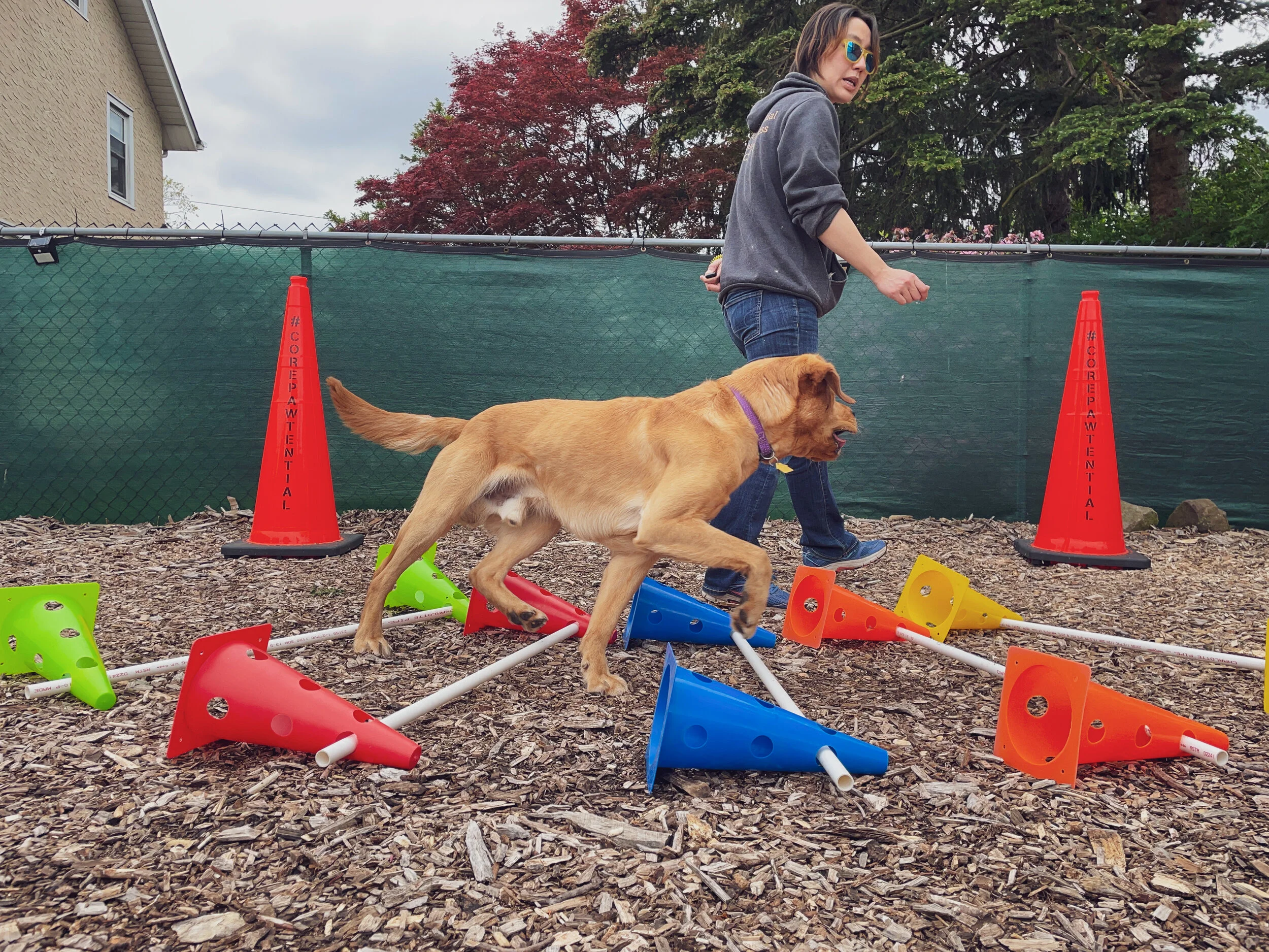 Core Pawtential | Cavaletti FAQs