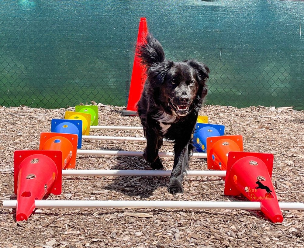 Core Pawtential | Straight line cavaletti for dogs