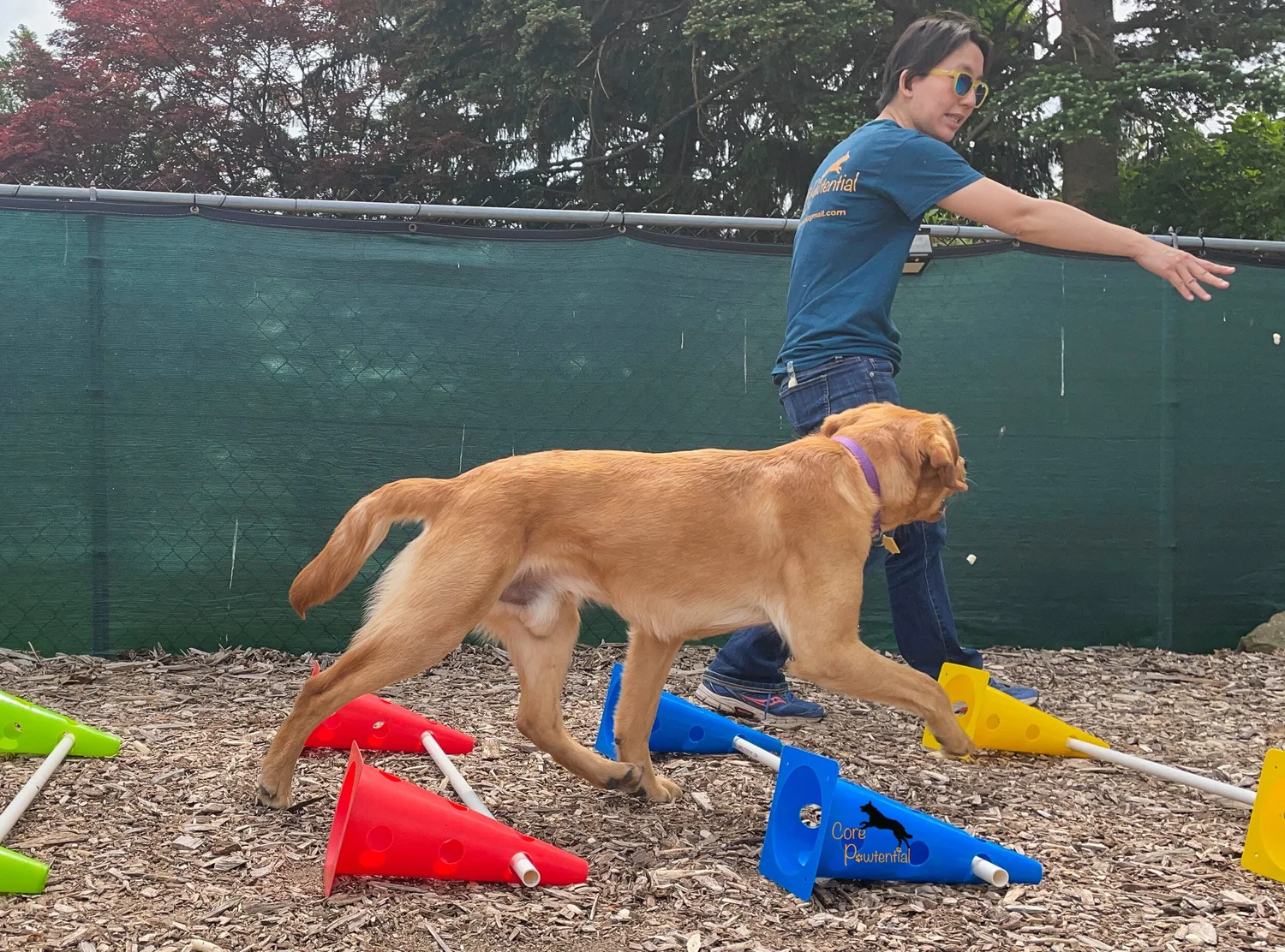 Core Pawtential | Straight line cavaletti for dogs