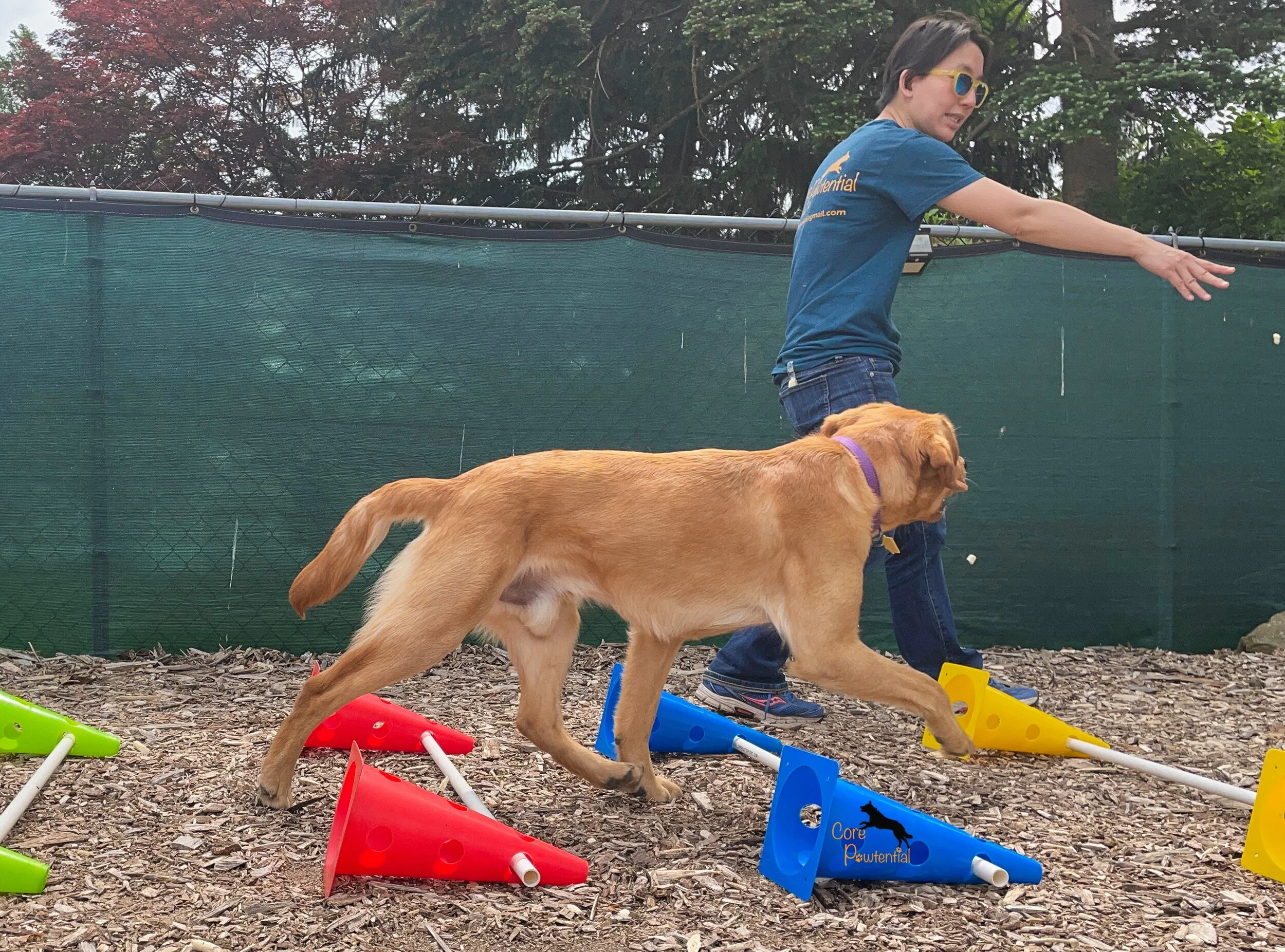 Core Pawtential | Straight line cavaletti for dogs