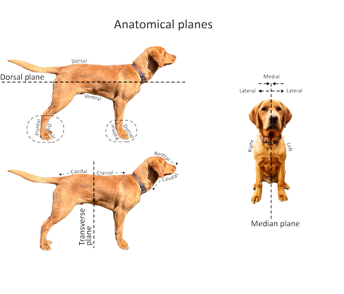 Core Pawtential | Canine Anatomy