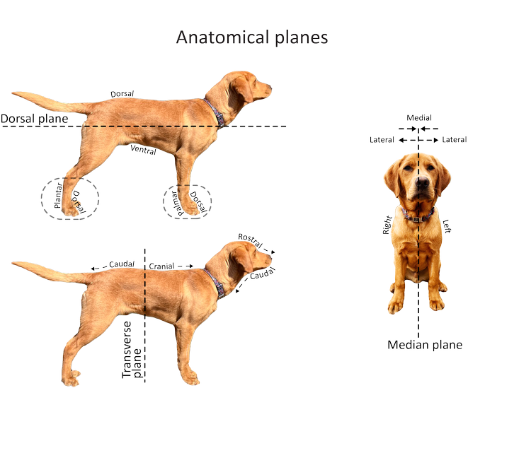 Core Pawtential | Canine Anatomy