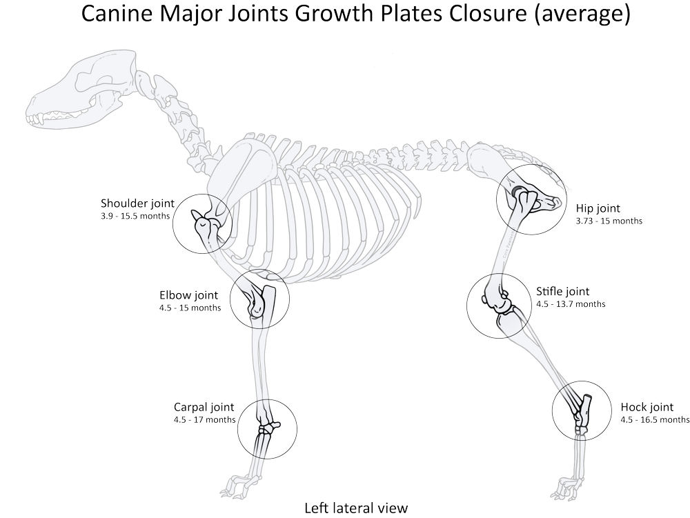 Core Pawtential | Canine Anatomy