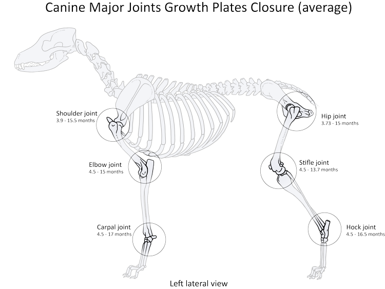 Core Pawtential | Canine Anatomy