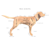 Core Pawtential | Canine Anatomy