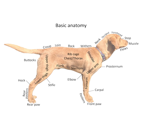 Core Pawtential | Canine Anatomy
