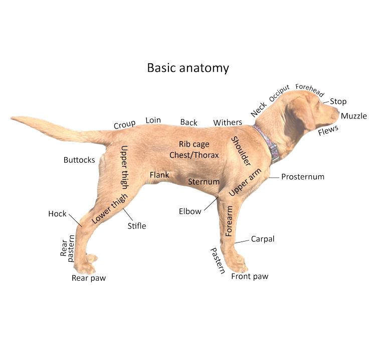 Core Pawtential | Canine Anatomy