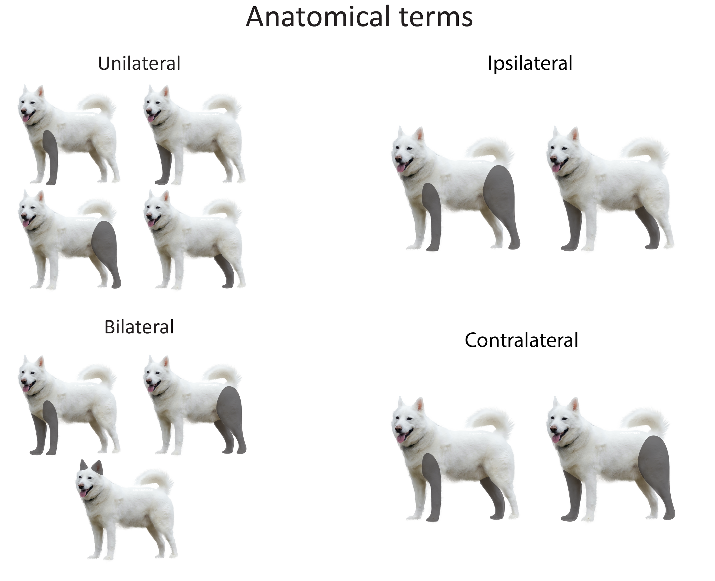 Core Pawtential | Canine Anatomy