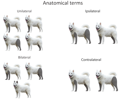 Core Pawtential | Canine Anatomy