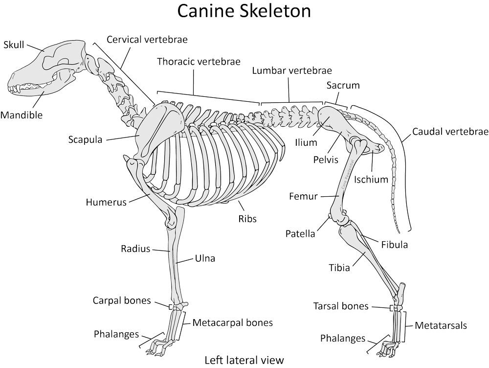 Core Pawtential | Canine Anatomy