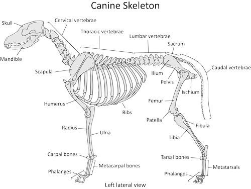 Core Pawtential | Canine Anatomy