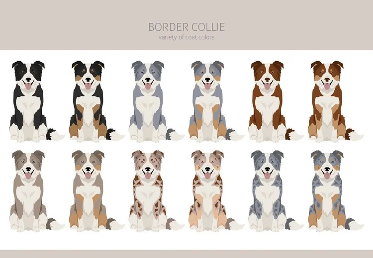 Border Collie Colors and Genetics — The North Fork Dog
