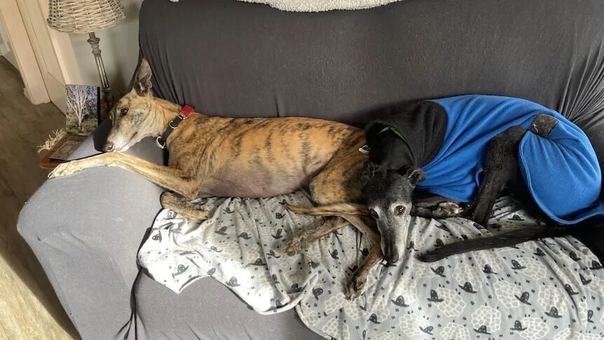Update: The Victorian Dog Food Disaster — Whoa Nelly! Raw Dog Food