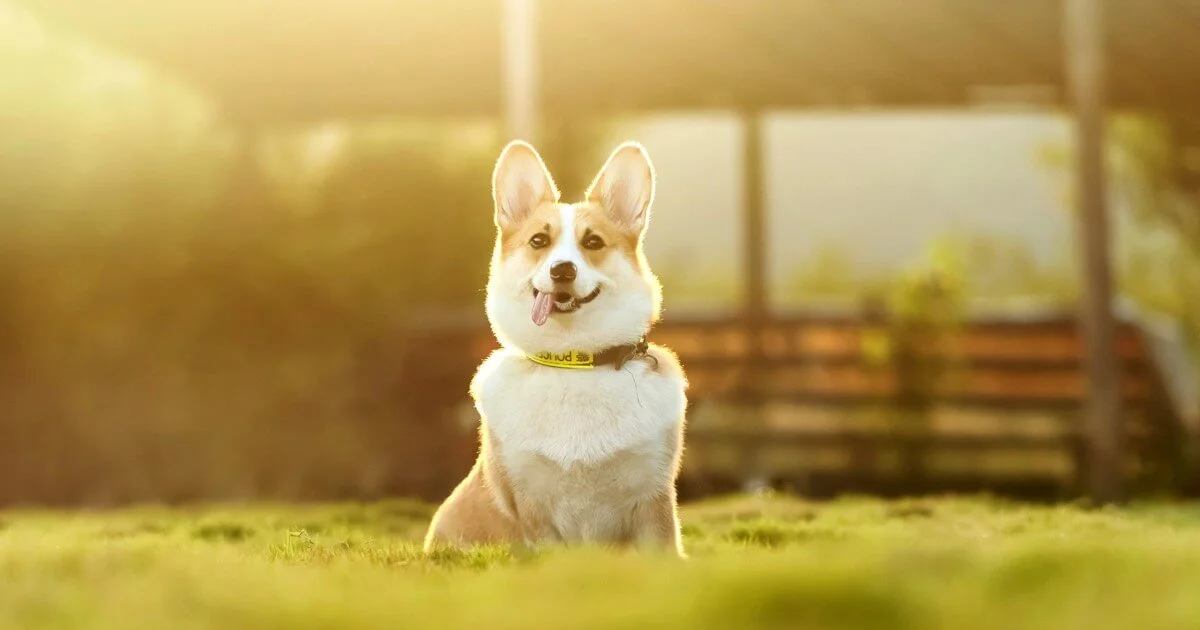 Lean Dogs Live Longer — Whoa Nelly! Raw Dog Food