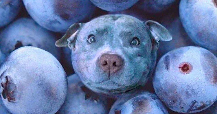 Are Dogs Allowed Blueberries