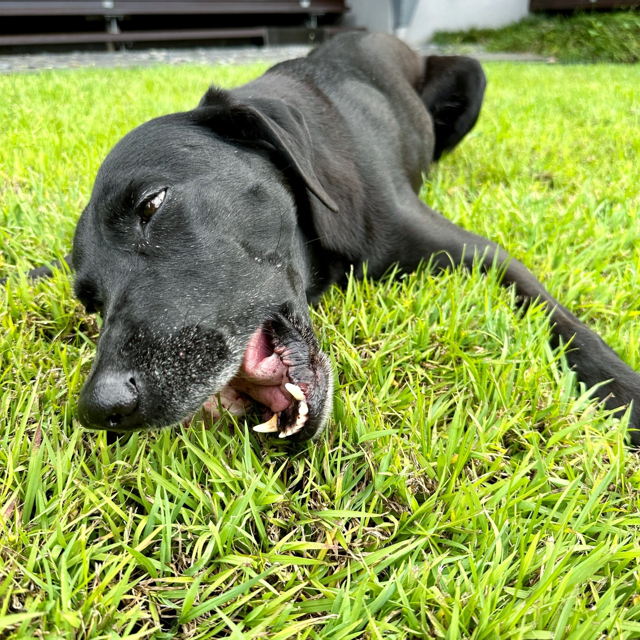 Whoa Nelly! Raw Dog Food