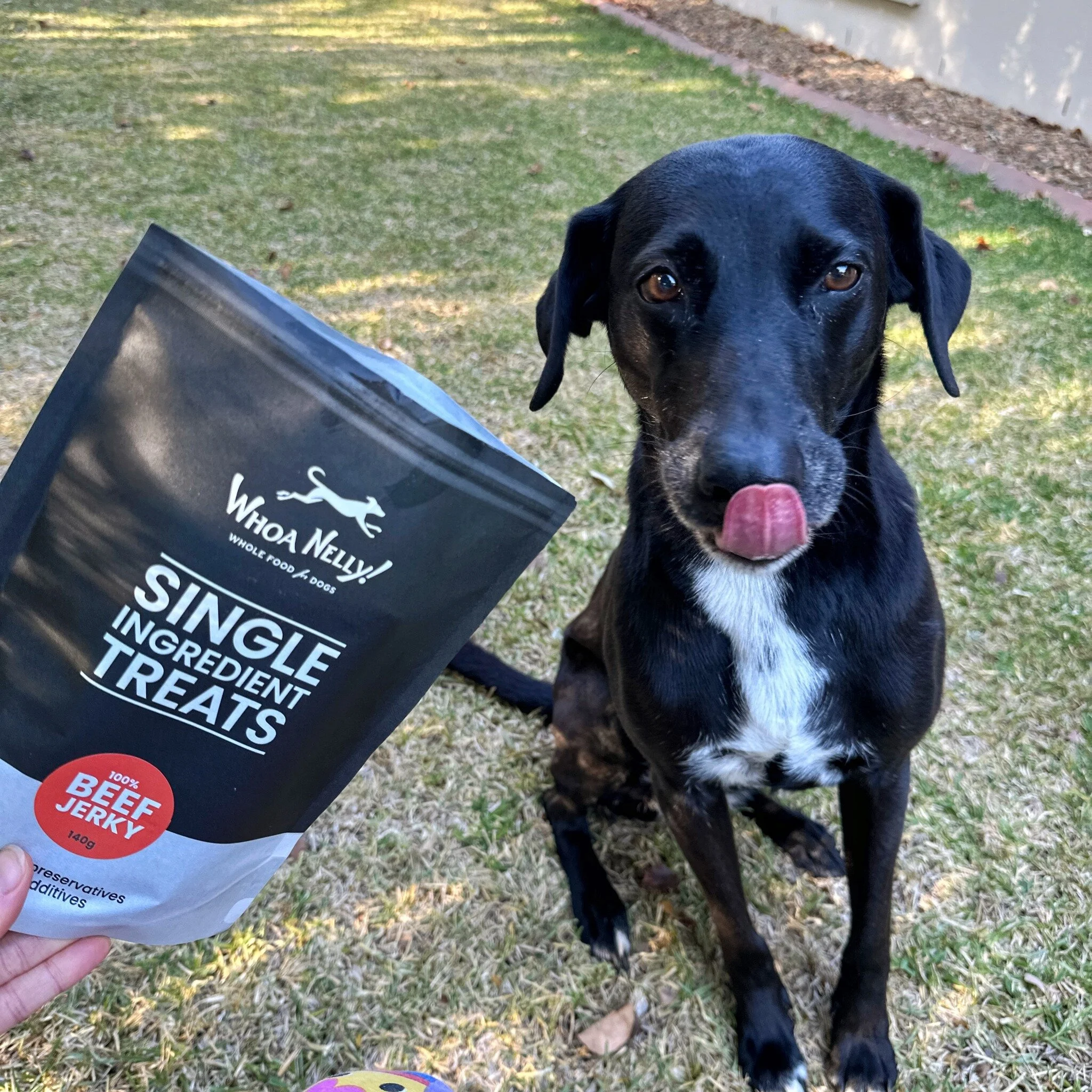 Thank You — Whoa Nelly! Raw Dog Food