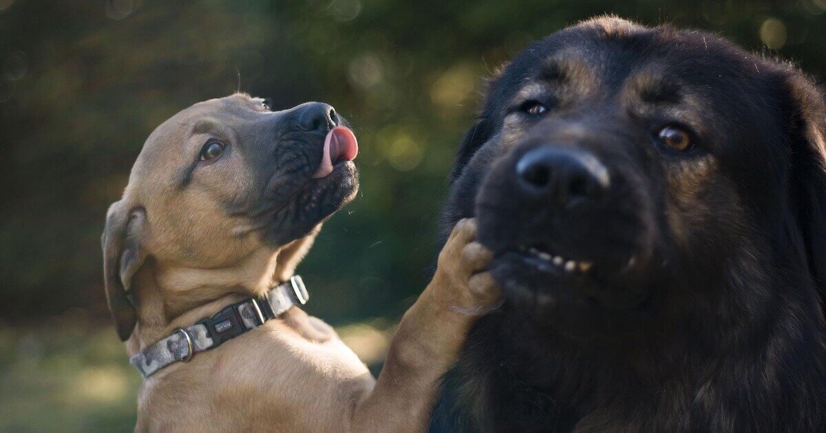 Shop — Whoa Nelly! Raw Dog Food