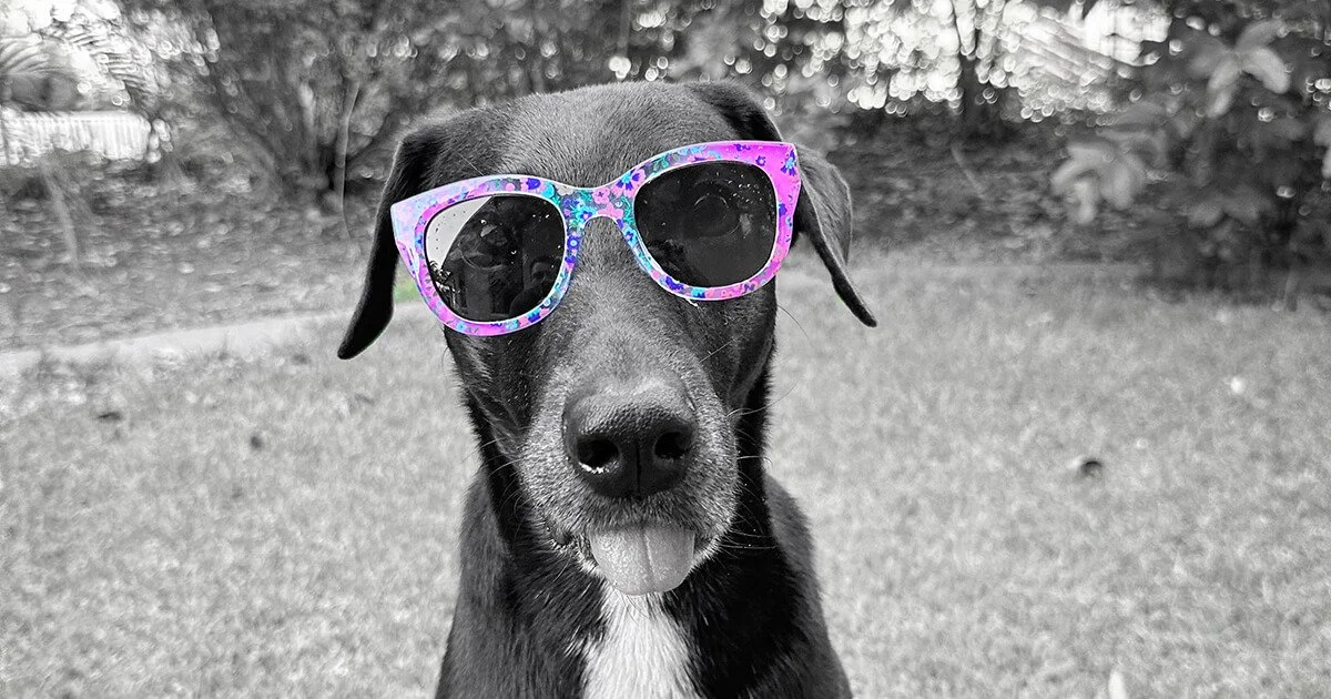 For The Love Of Dog! — Whoa Nelly! Raw Dog Food