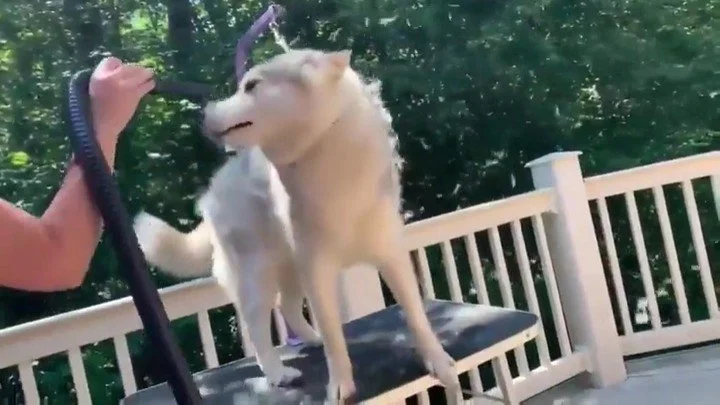 Dog Food - Variety 12 Pack — Whoa Nelly! Raw Dog Food