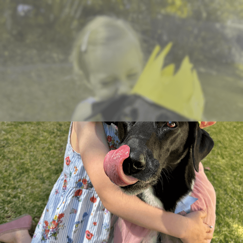 What Do Dogs See When They Look At Humans