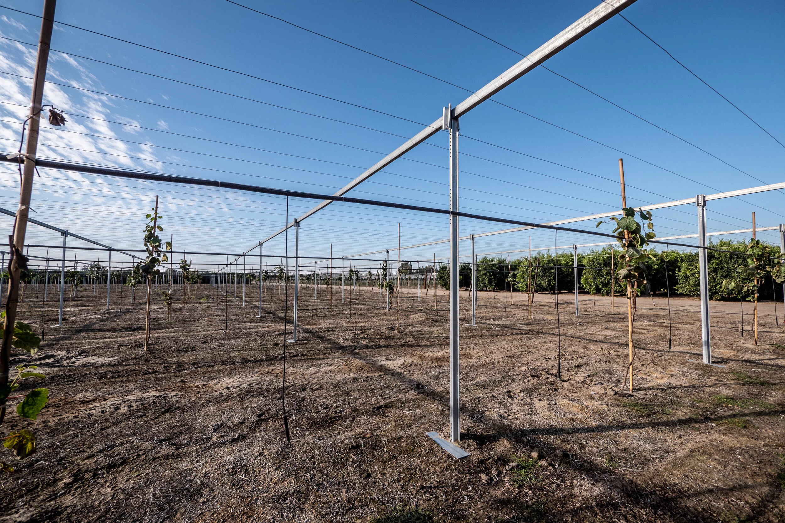 Eco Beam Vertical Trellis For Kiwi Crops — Jim's Supply Co.