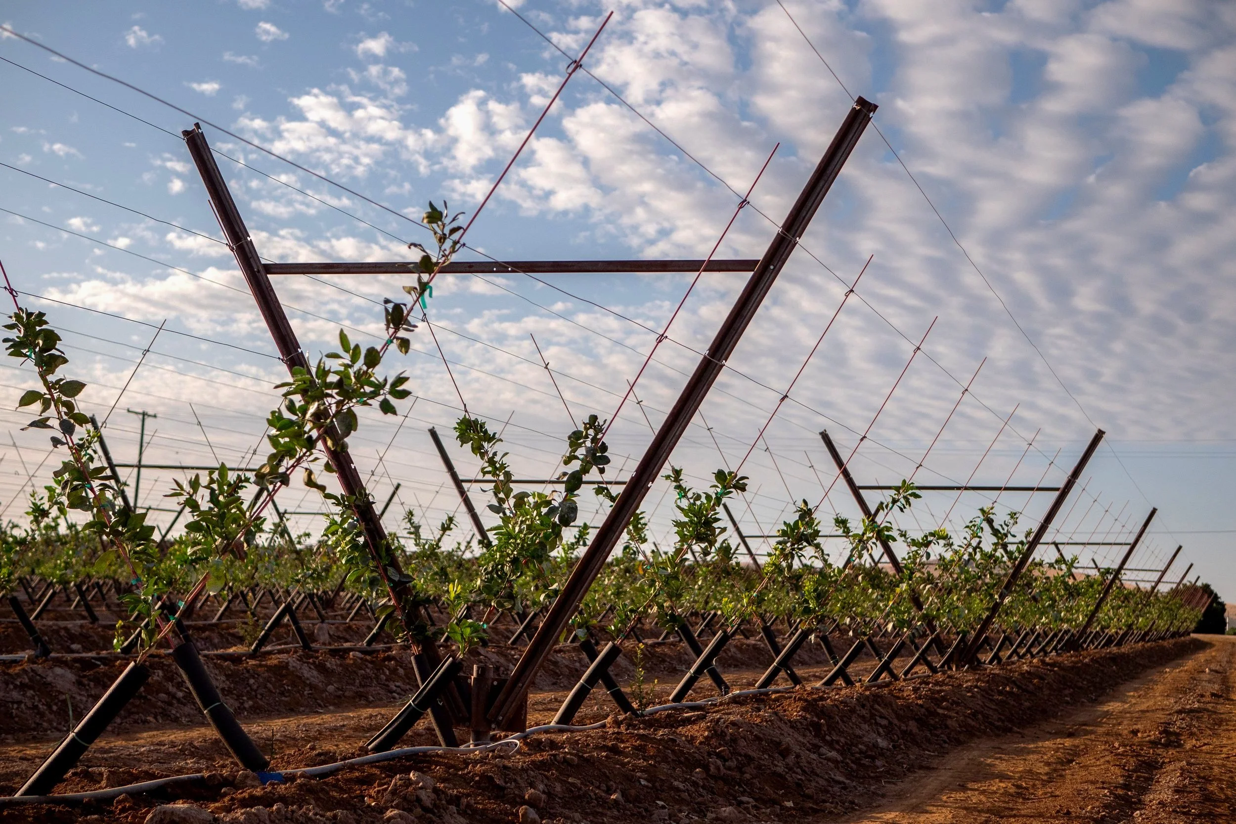 High-Density Tatura Orchard Trellising for Citrus | Benefits and ...
