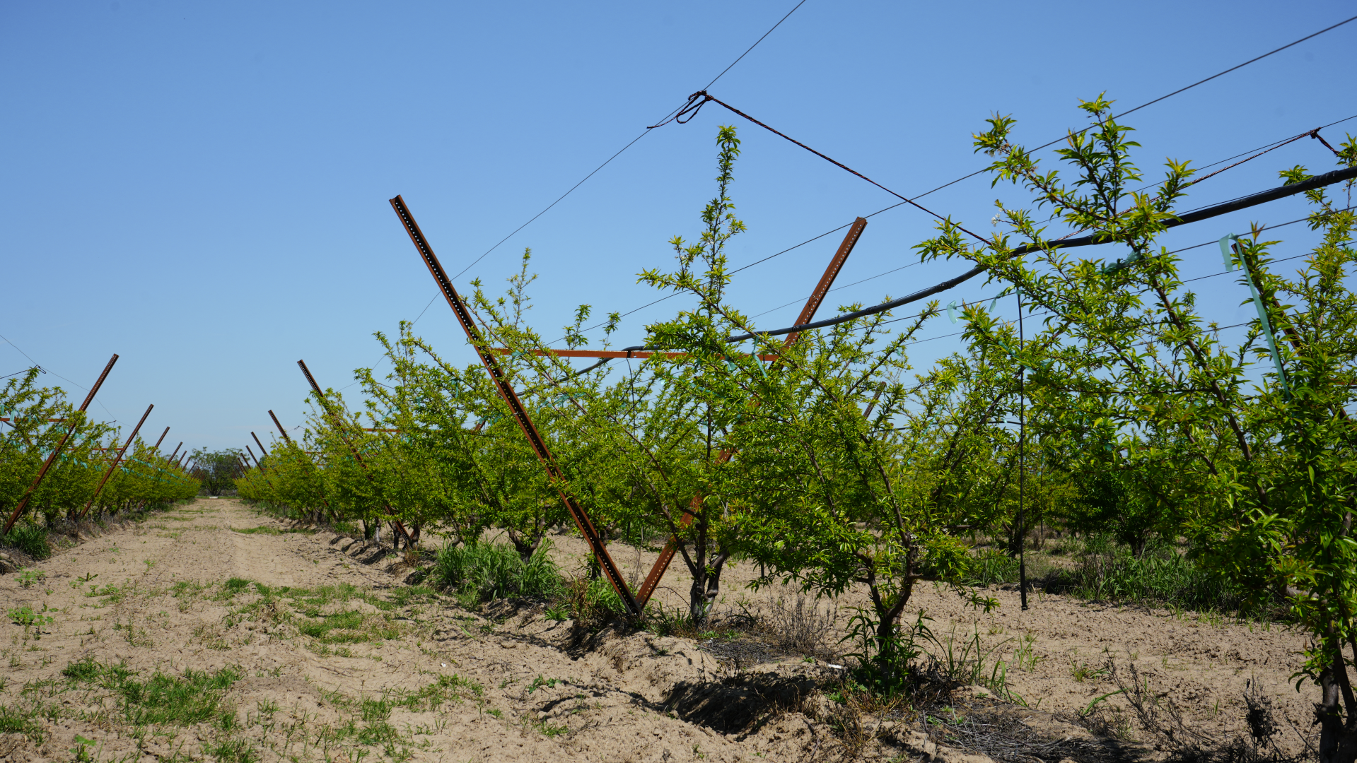 Growing More Fruit With the Tatura, A High-Density Trellising System ...