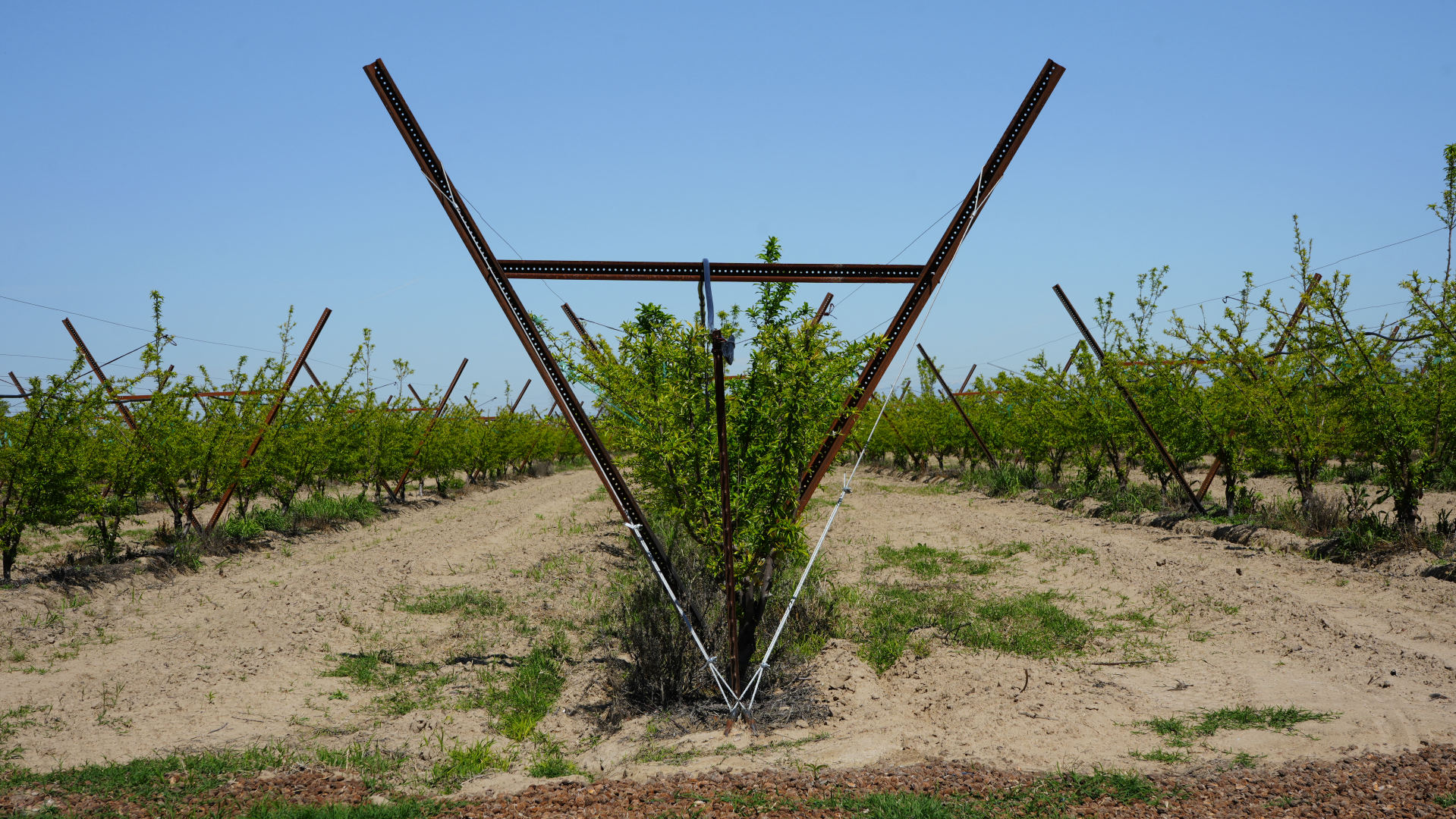 Growing More Fruit With the Tatura, A High-Density Trellising System ...