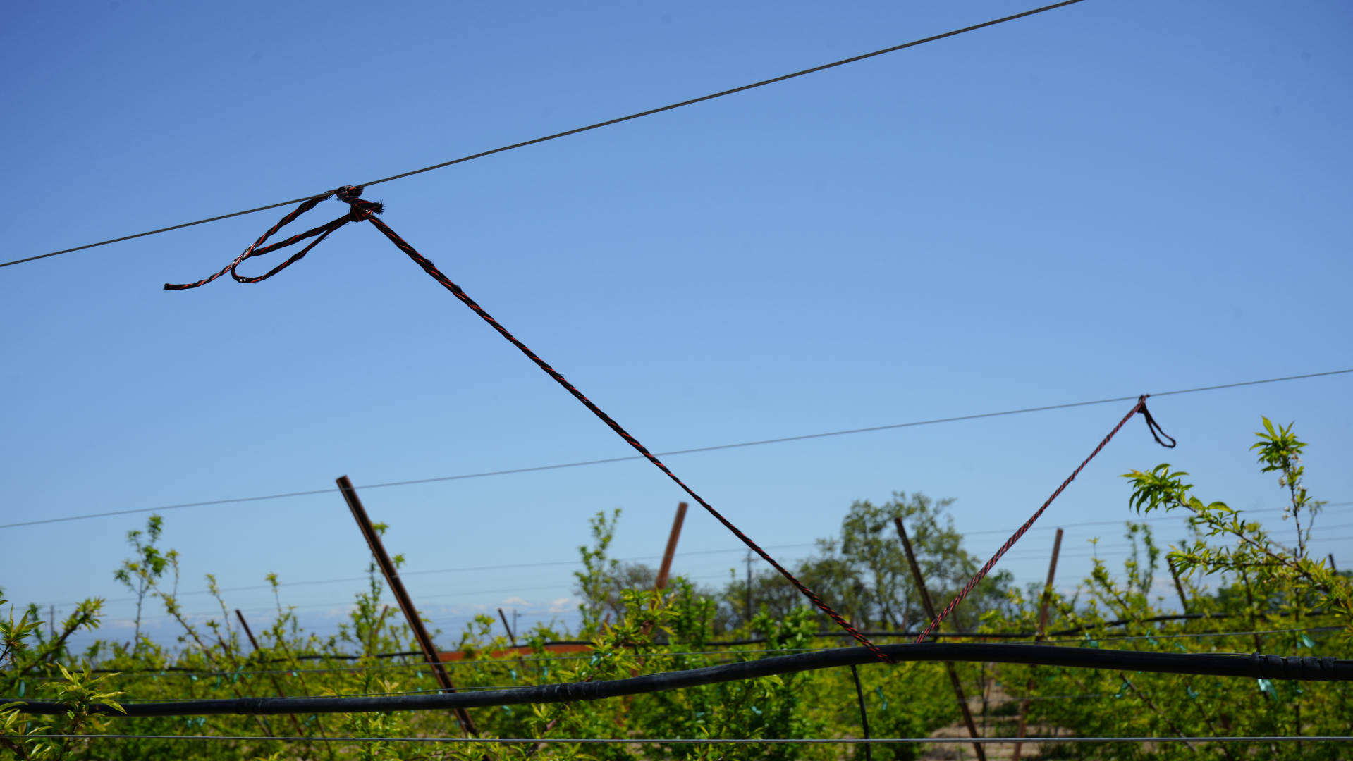 Growing More Fruit With the Tatura, A High-Density Trellising System ...