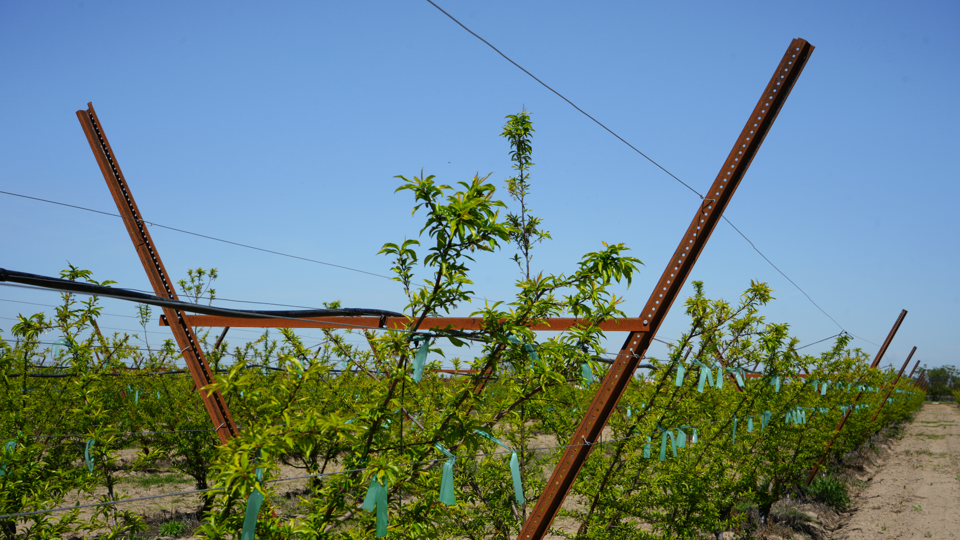 Growing More Fruit With the Tatura, A High-Density Trellising System ...