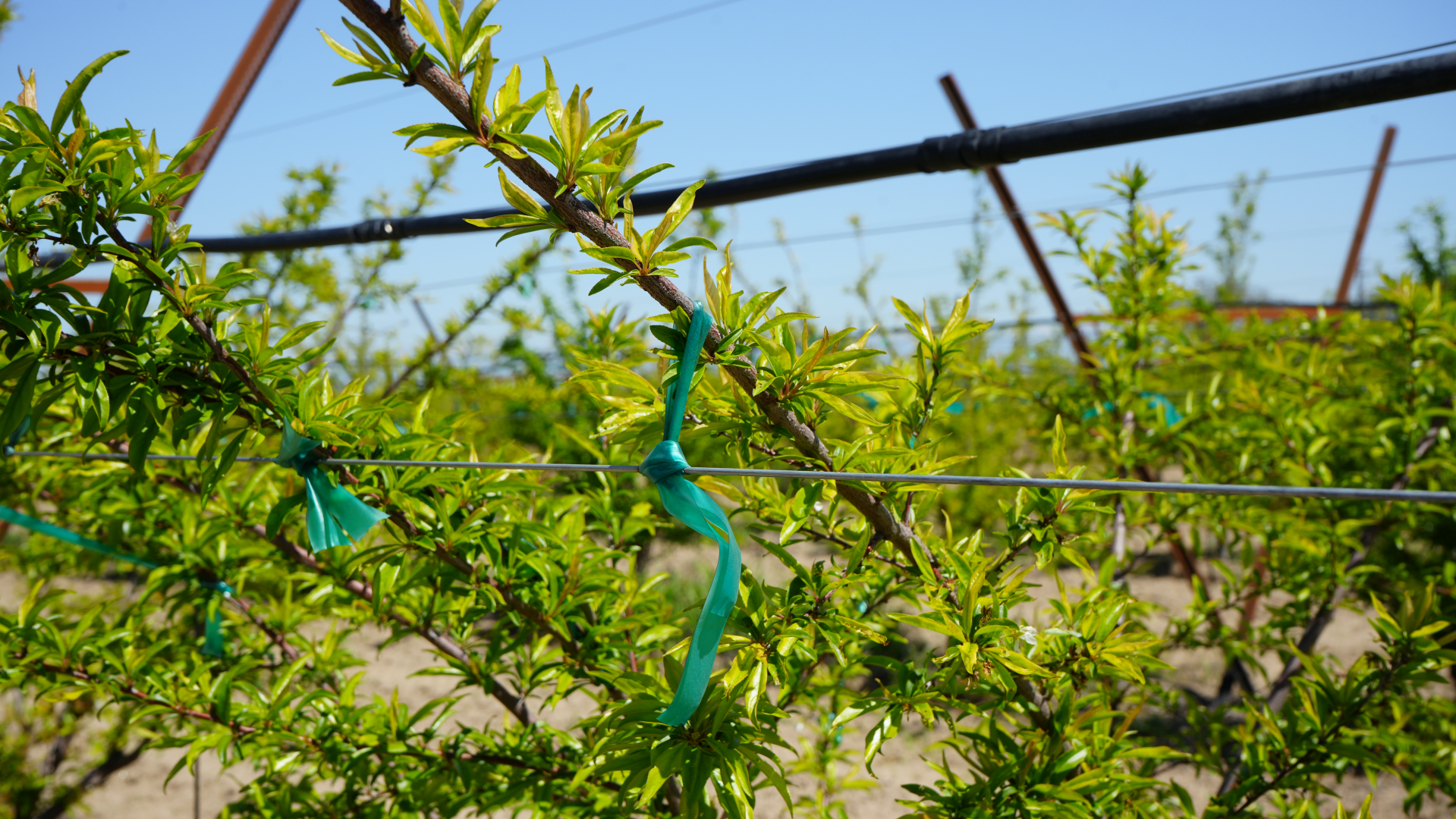 Growing More Fruit With the Tatura, A High-Density Trellising System ...