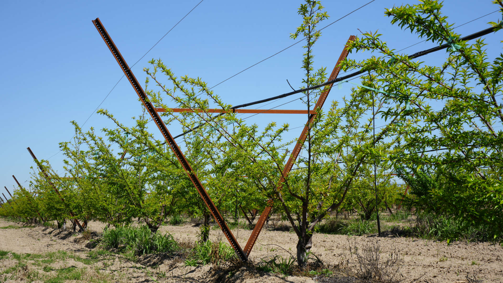 Growing More Fruit With the Tatura, A High-Density Trellising System ...