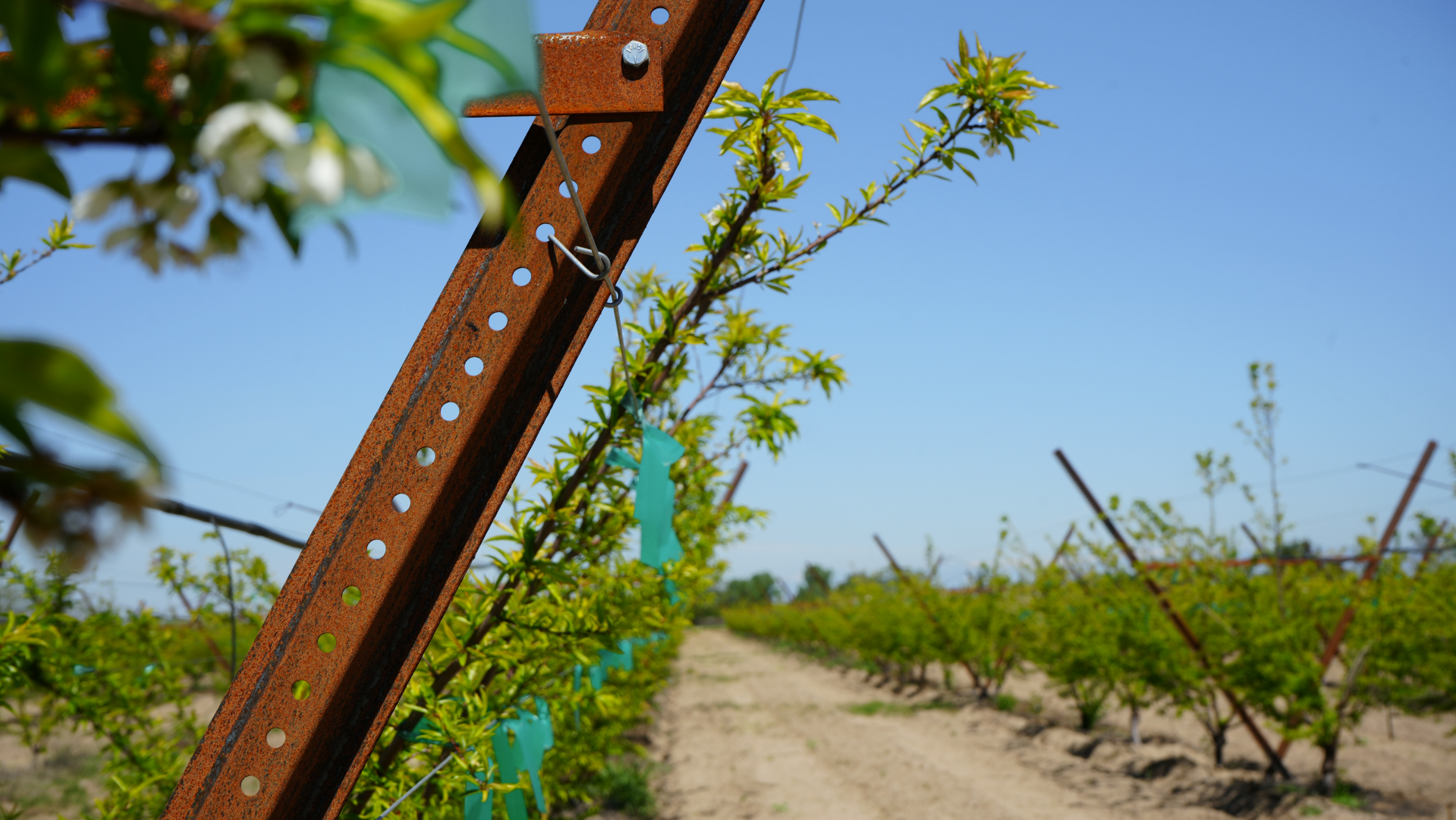 Growing More Fruit With the Tatura, A High-Density Trellising System ...