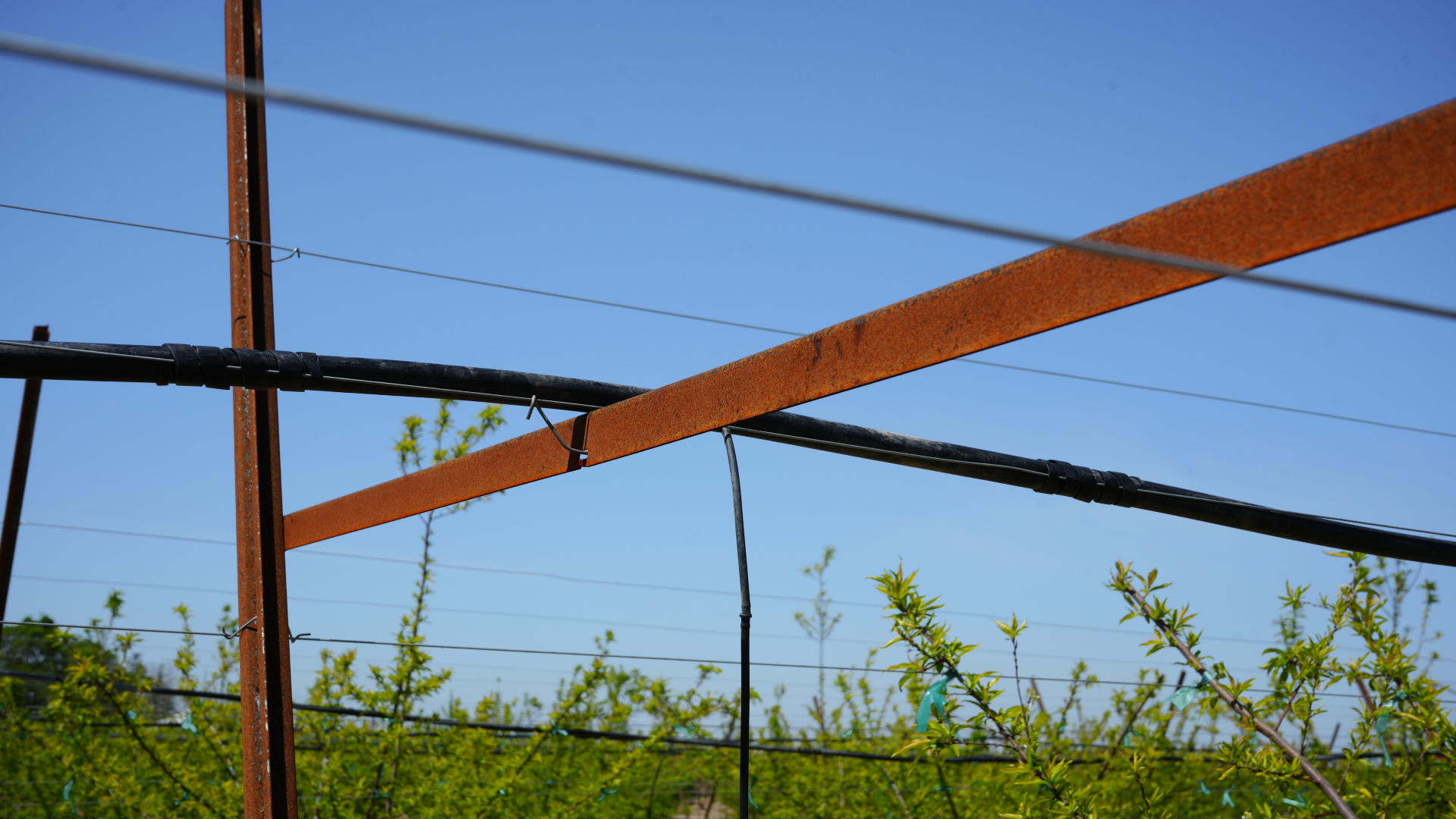 Growing More Fruit With the Tatura, A High-Density Trellising System ...