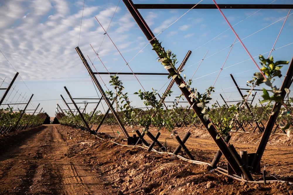 High-Density Tatura Orchard Trellising for Citrus | Benefits and ...
