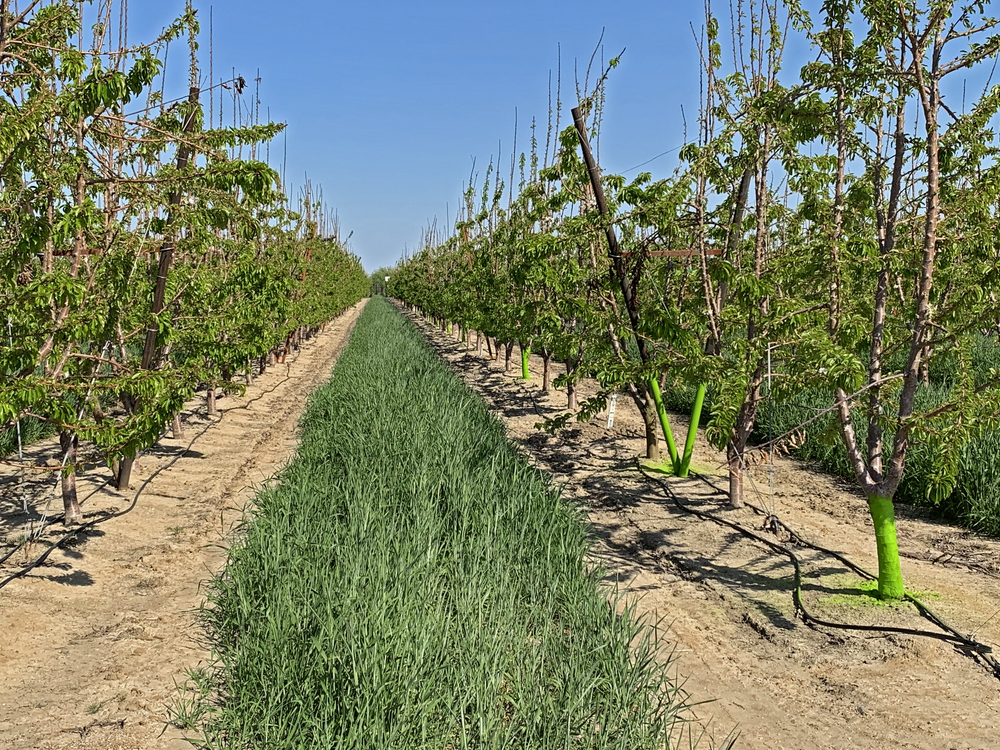 Tatura V-Shaped Trellis System For Cherry Trees — Jim's Supply Co.